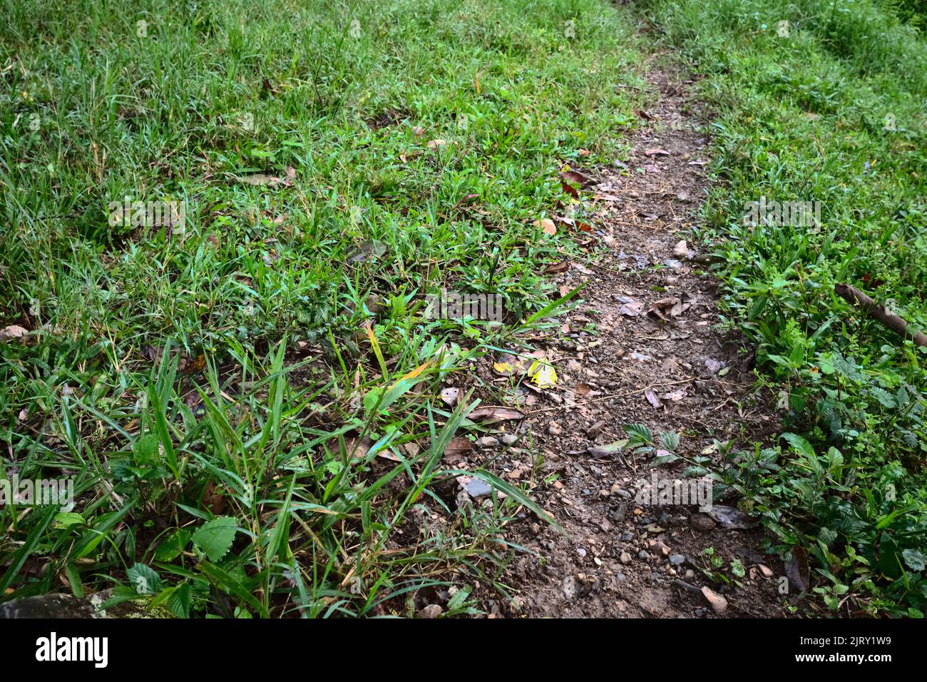 A worn walking path through a patch of grass in the Colombian Andes ...