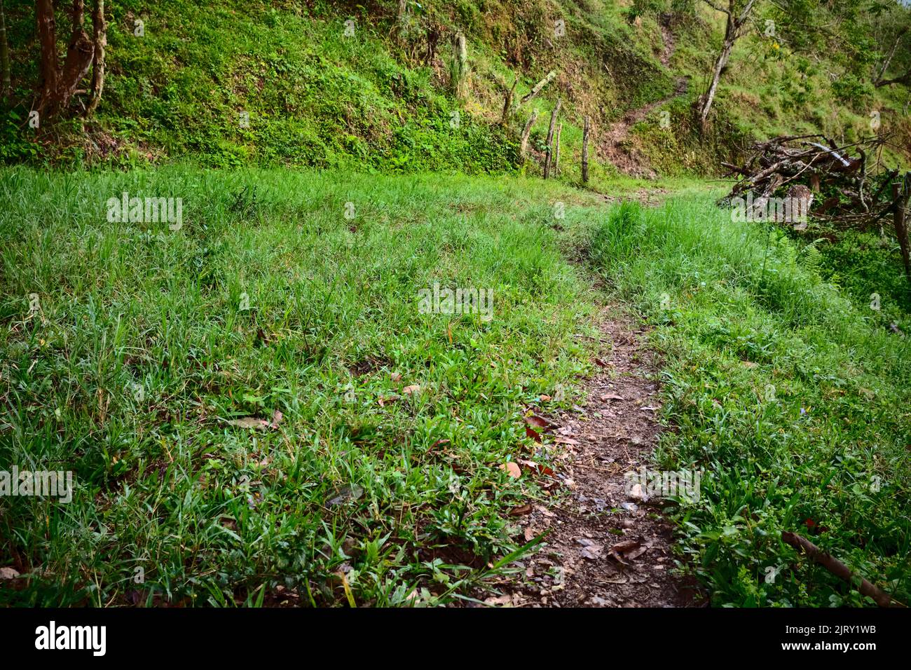 A worn walking path through a patch of grass in the Colombian Andes ...