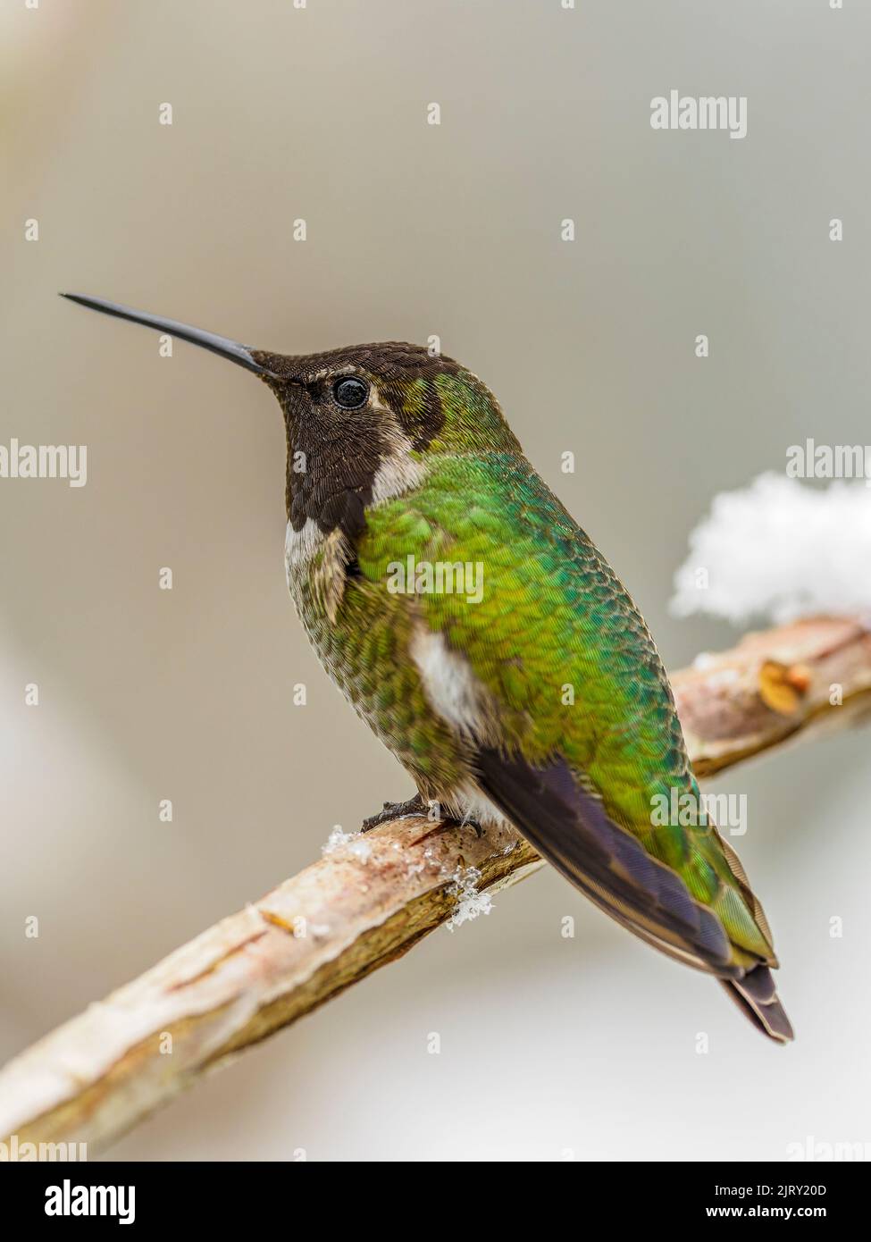 An over-wintering male Anna's Hummingbird (Calypte anna) perches on a ...