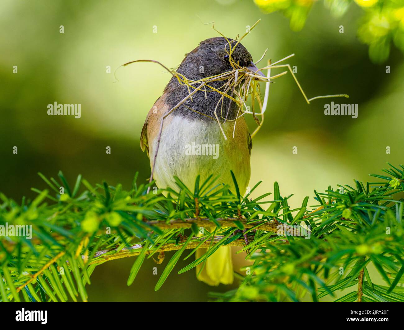 A Dark-eyed Junco (Junco hyemalis) with a beak full of grass for ...