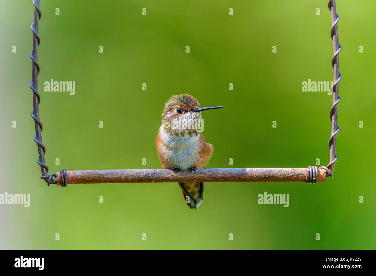 A tiny fledgling Rufous Hummingbird (Selasphorus rufus) sitting on a ...