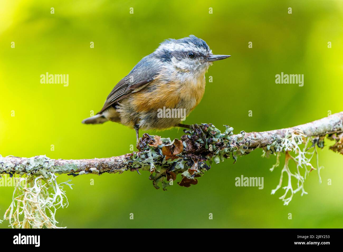 A young Red-breasted Nuthatch (Sitta canadensis) perching on a branch ...