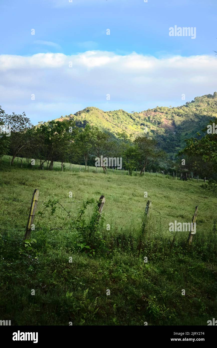 An open field on a farm in the Colombian Andes in the early morning ...