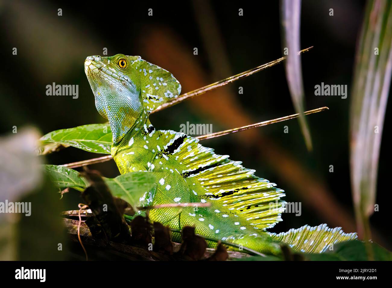 Common basilisk a.k.a Jesus-Christ lizard resting within the Tortuguero ...