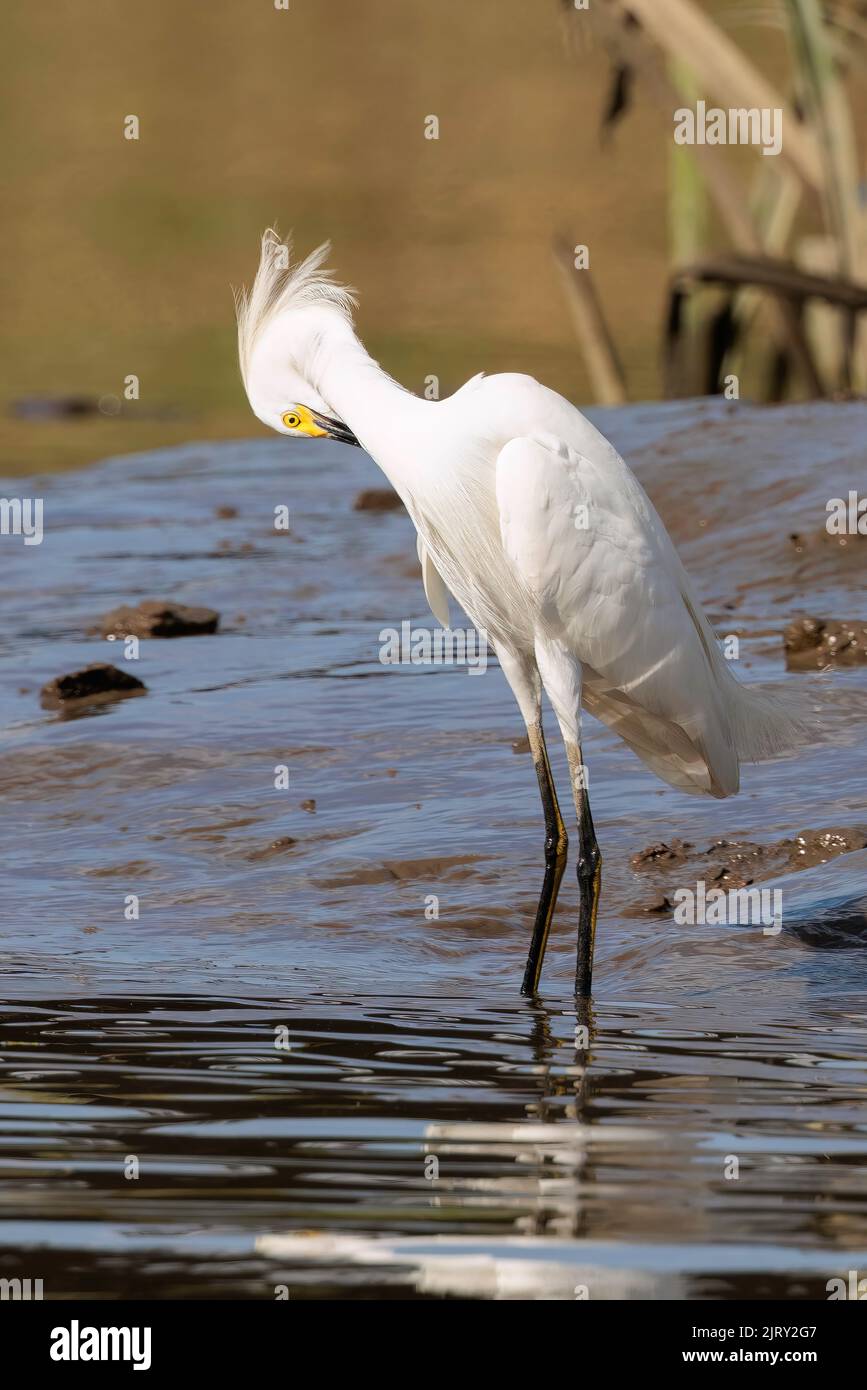 White snowy egret (egretta thula) standing in the shallow waters of ...