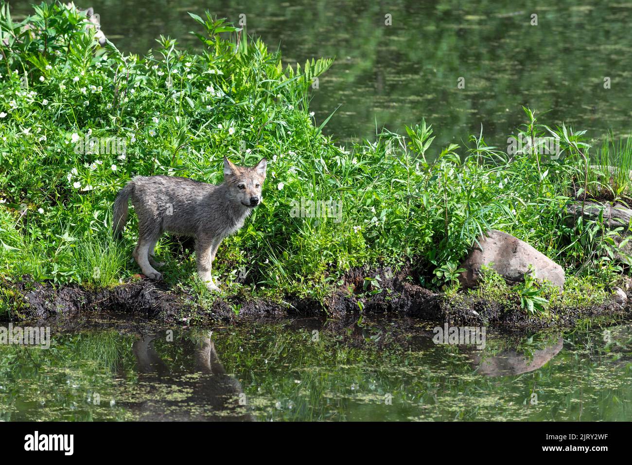 Grey Wolf (Canis lupus) Pup Stands at Edge of Water Reflected Summer ...