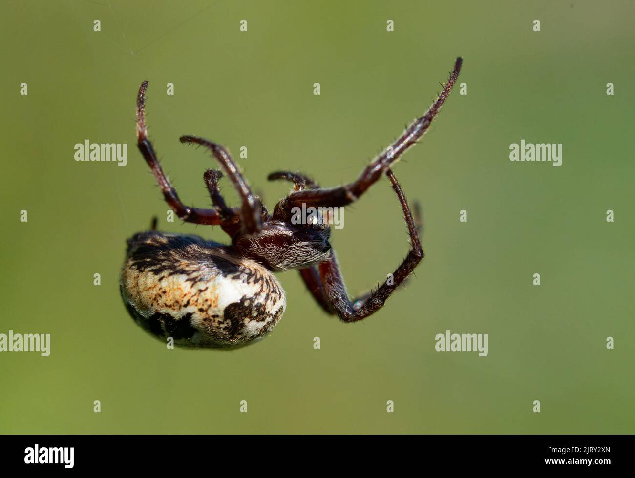 A closeup of a furrow orb spider with a blurry background Stock Photo ...