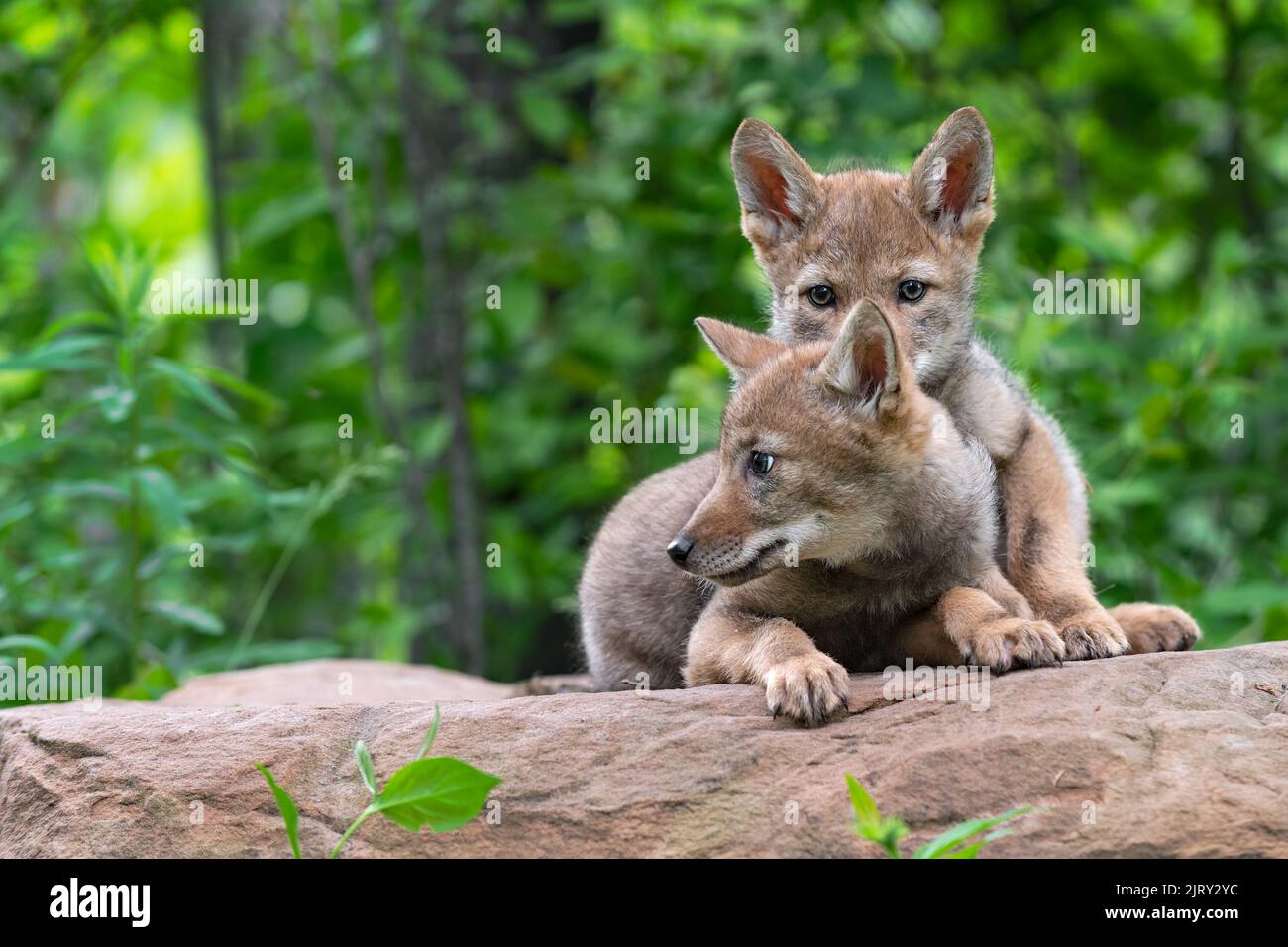 Baby Coyotes