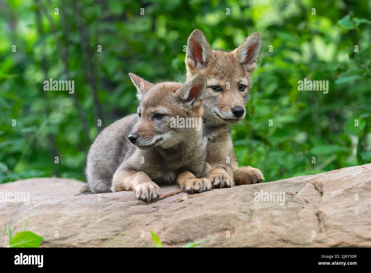 Coyote Pup (Canis latrans) Looks Around Sibling on Rock Summer ...