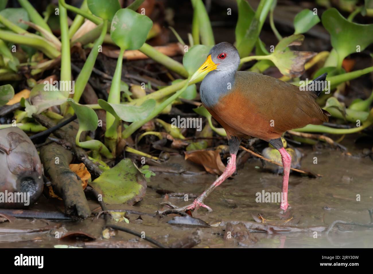 Grey-cowled wood-rail / grey-necked wood rail (Aramides cajaneus ...
