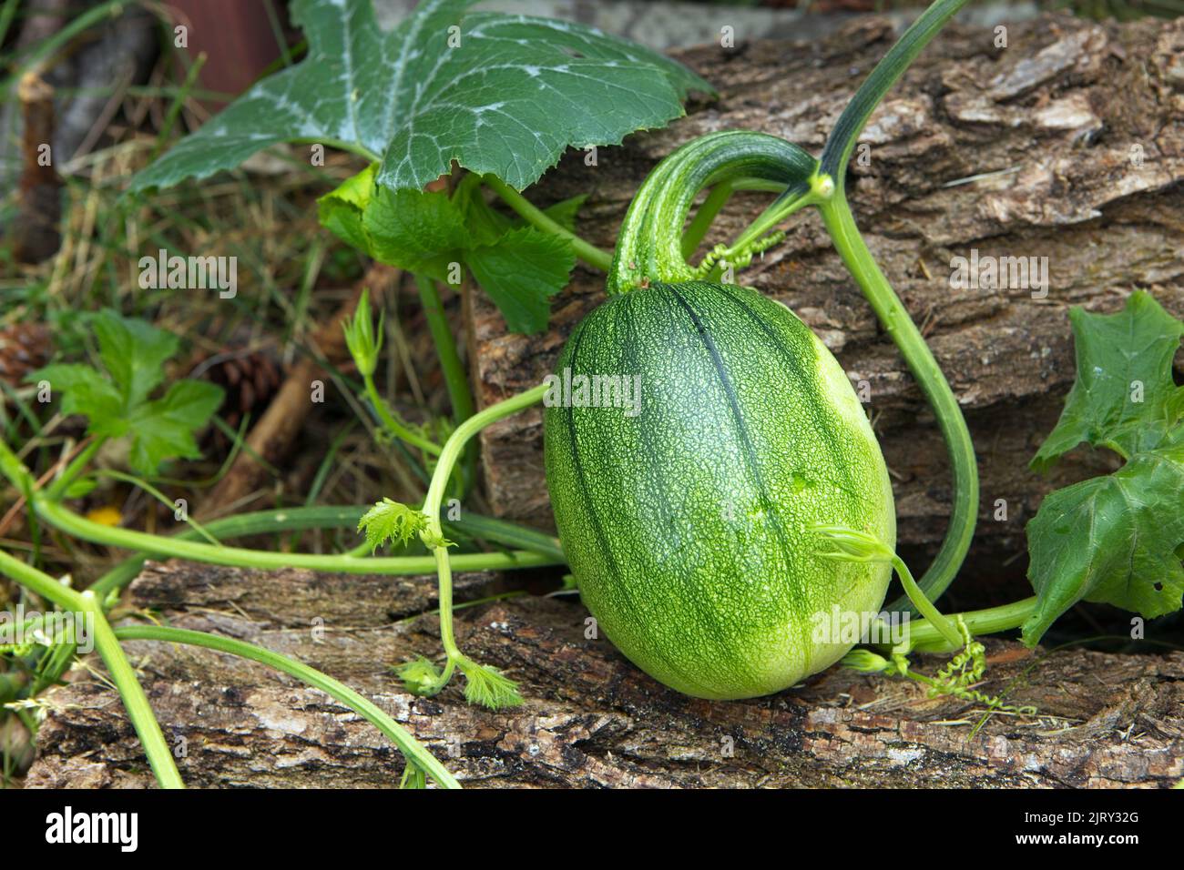 A close up photo of squash in a garden getting close to being ready for ...