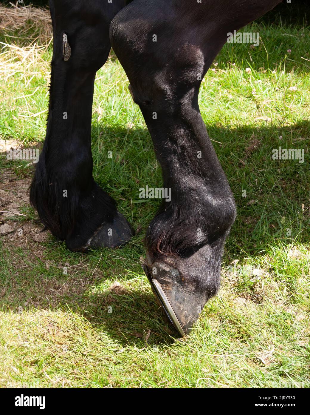 Close up rear hoof hi-res stock photography and images - Alamy