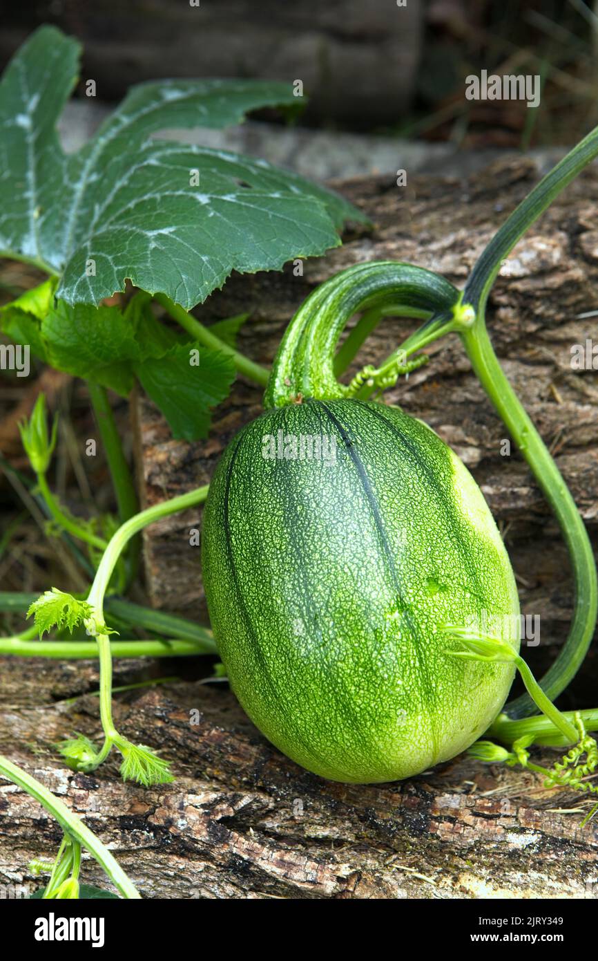 A close up photo of squash in a garden getting close to being ready for ...