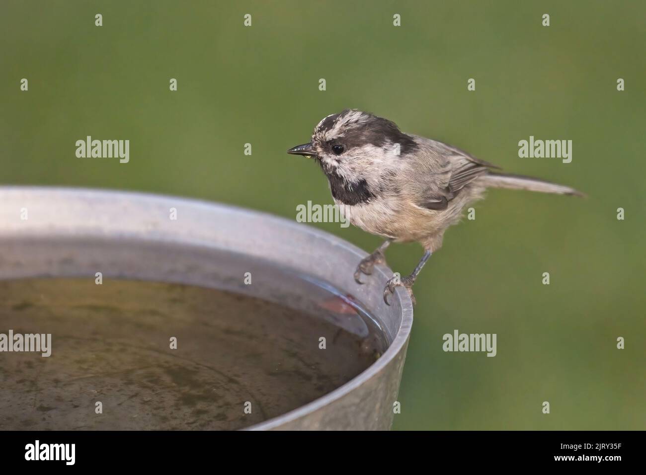 A small mountain chickadee drinks from a backyard bird bath in Idaho ...