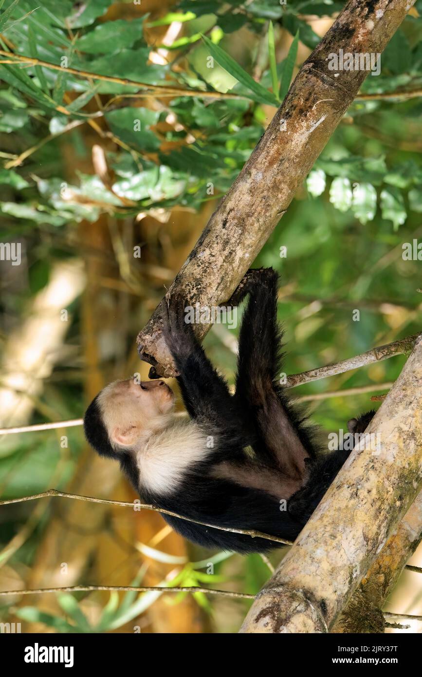 Sierpe white headed capuchin hi-res stock photography and images - Alamy