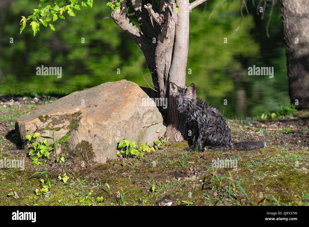 Soaked Cross Fox Kit (Vulpes vulpes) Sits Forlornly on Island Summer ...