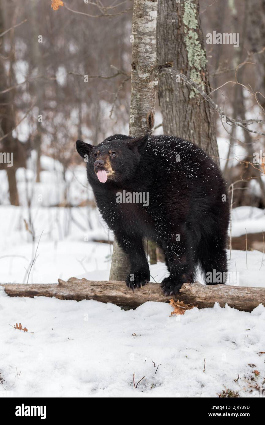 Black Bear (Ursus americanus) Hunched Back Tongue Stuck Out in Snowfall ...