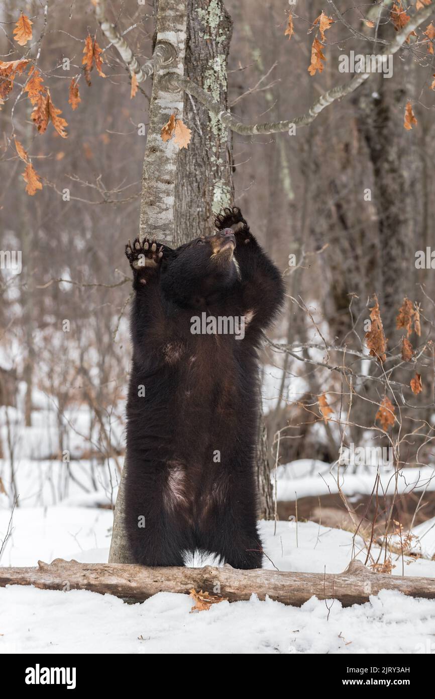 Black bear scratches back hi-res stock photography and images - Alamy
