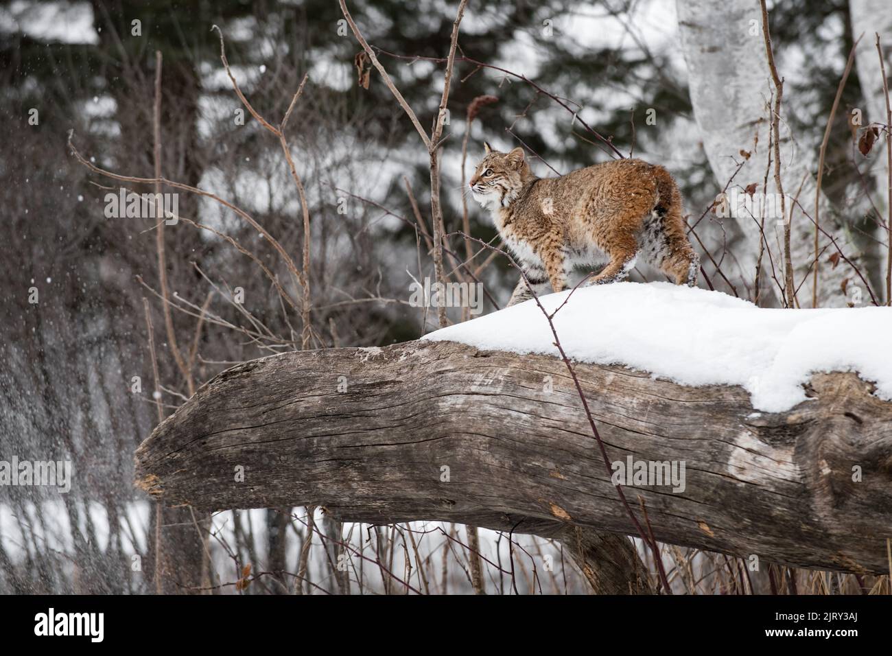 Bobcat (Lynx rufus) Stands On Top of Log Looking Up Winter - captive ...