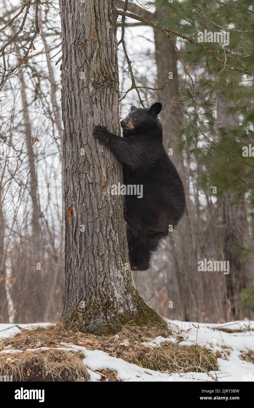 Black Bear (Ursus americanus) Climbs Up Side of Tree Kicking Snow ...