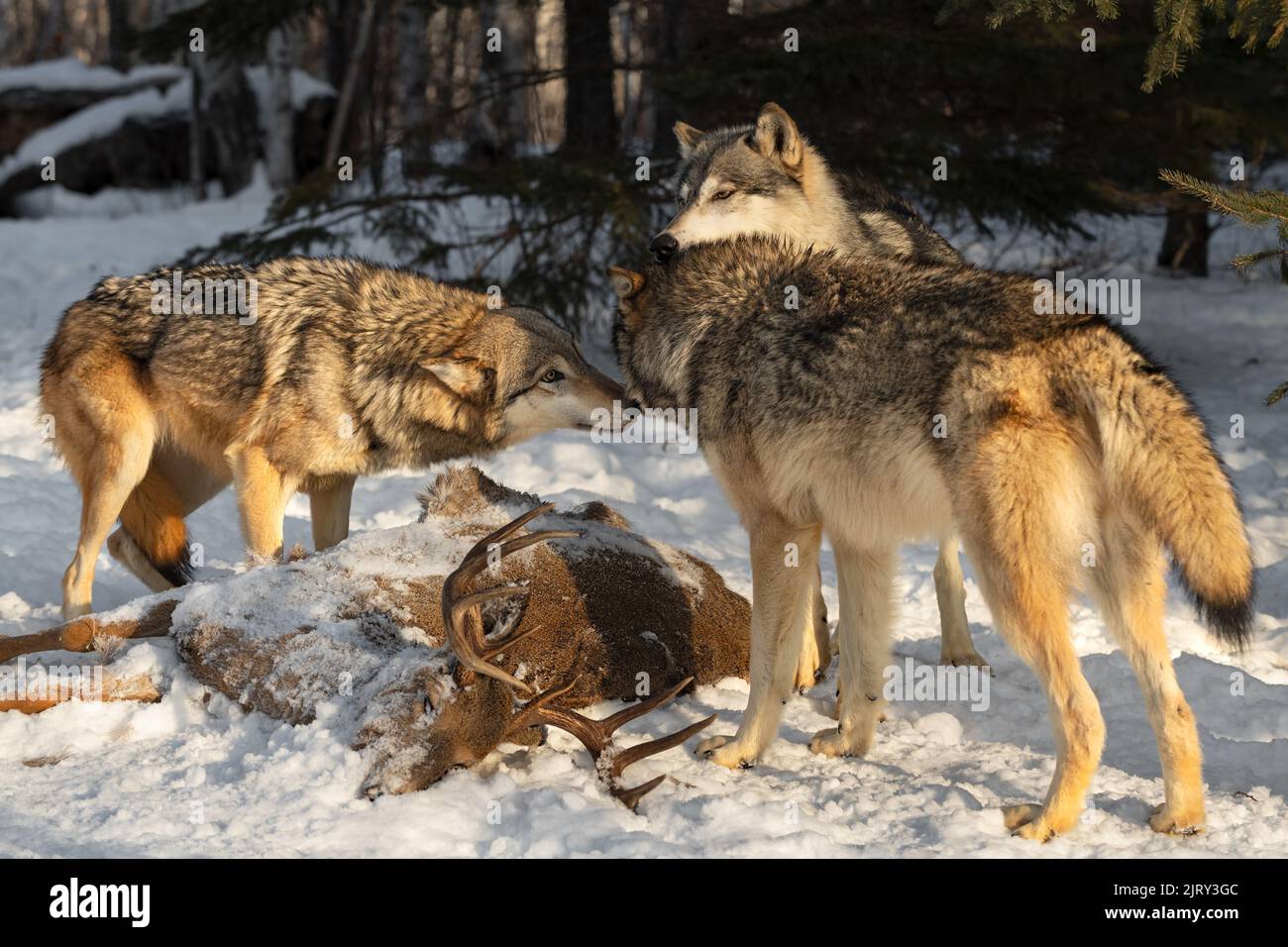 Grey Wolves (Canis lupus) Touch Noses Over Body of White-tail Deer ...