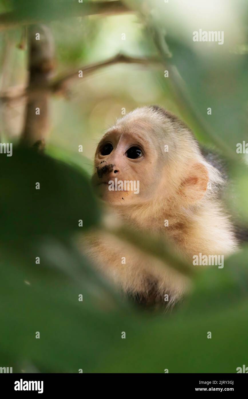 White-faced capuchin / White headed capuchin (Cebus imitator) close-up, Sierpe river near ...