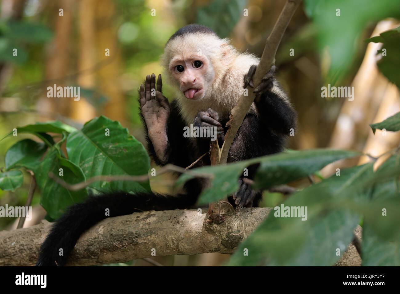Funny white-faced capuchin / White headed capuchin (Cebus imitator ...