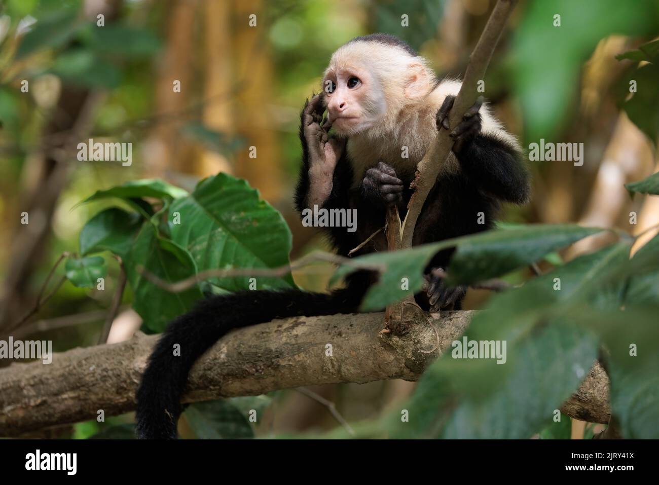 Funny white-faced capuchin / White headed capuchin (Cebus imitator ...