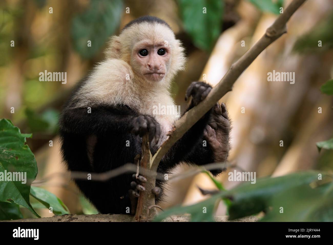 White-faced capuchin / White headed capuchin (Cebus imitator) on a ...
