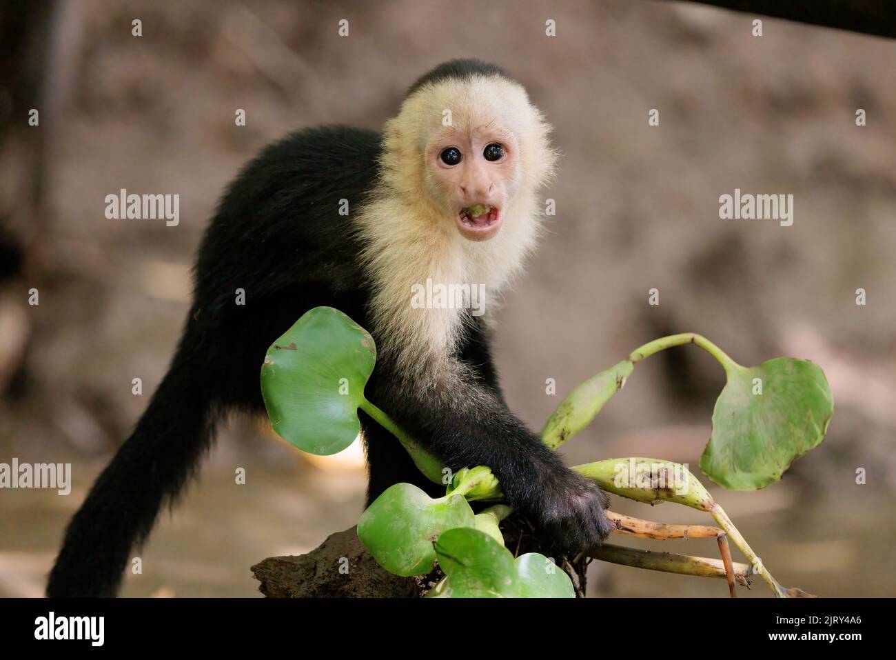 White-faced capuchin / White headed capuchin (Cebus imitator) along ...