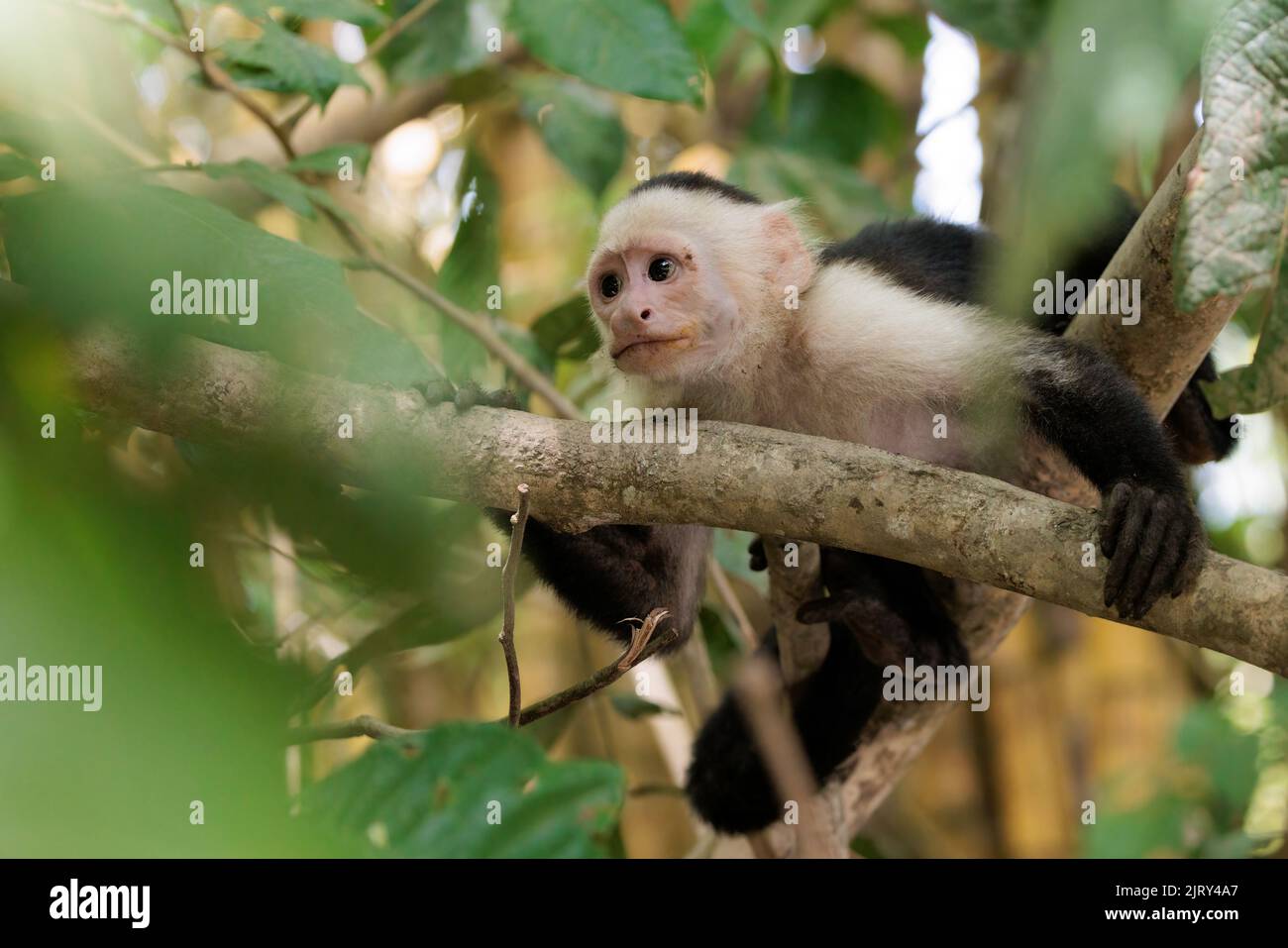White-faced capuchin / White headed capuchin (Cebus imitator) on a ...
