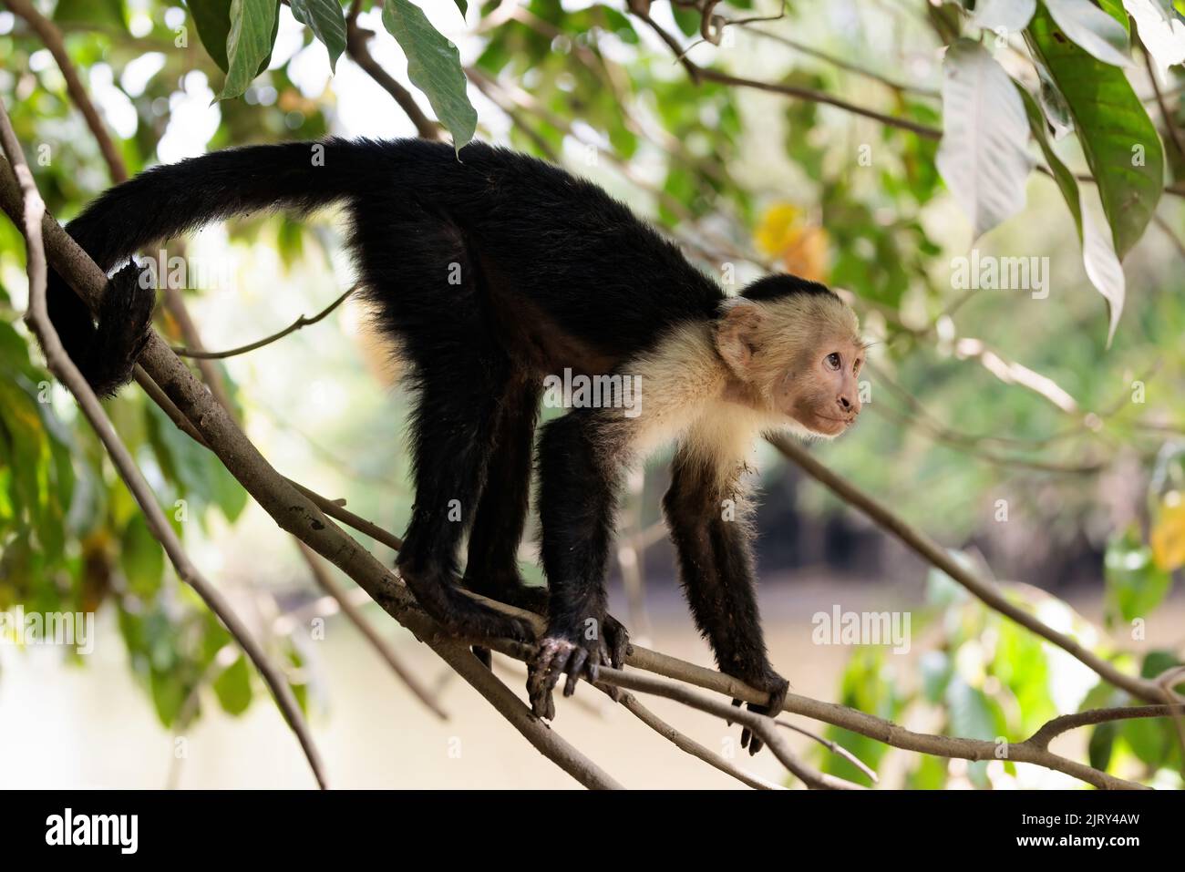 White-faced capuchin / White headed capuchin (Cebus imitator) on a ...