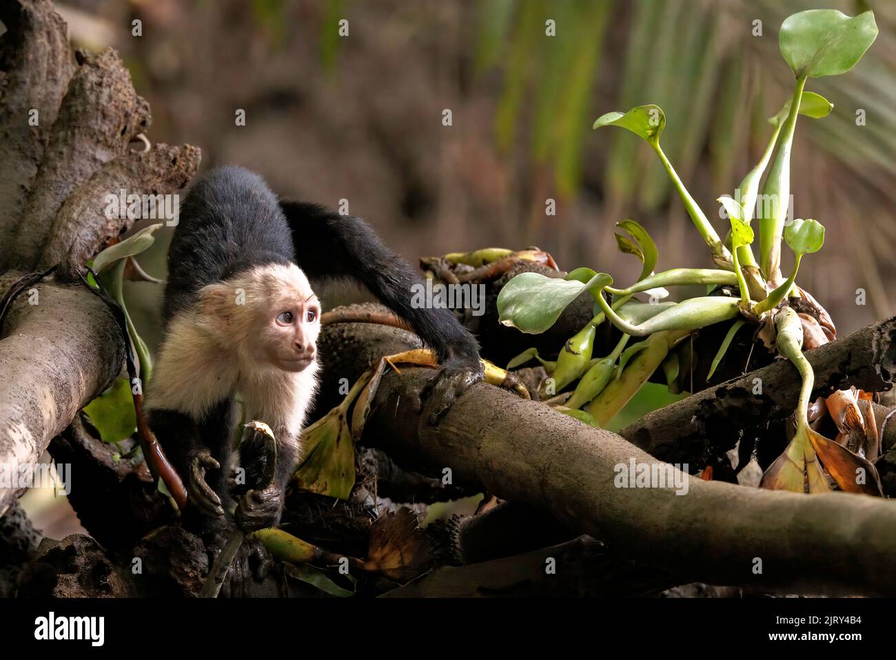 White-faced capuchin / White headed capuchin (Cebus imitator) on a ...
