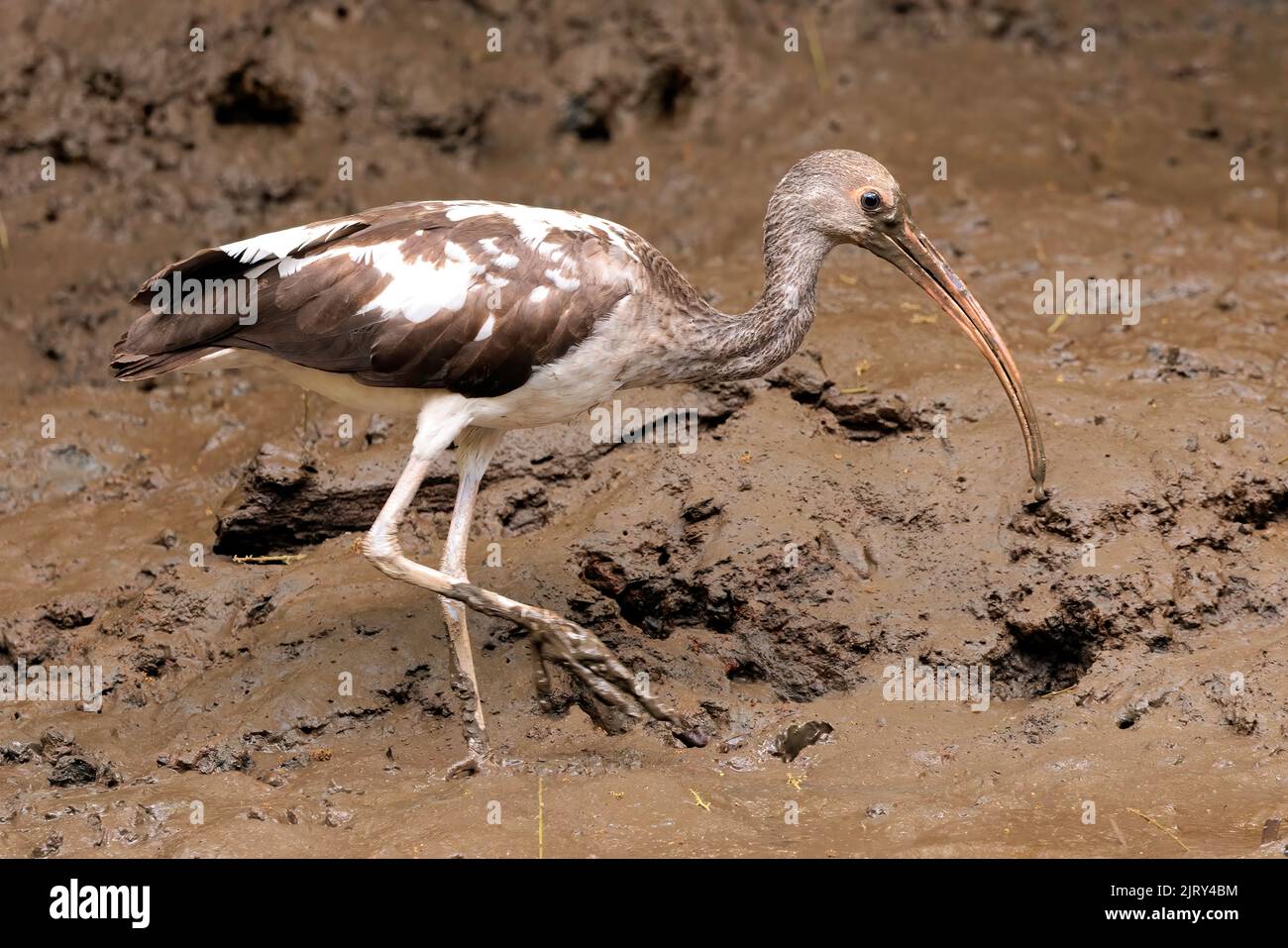 Juvenile American white Ibis (Eudocimus Albus) looking for food and ...