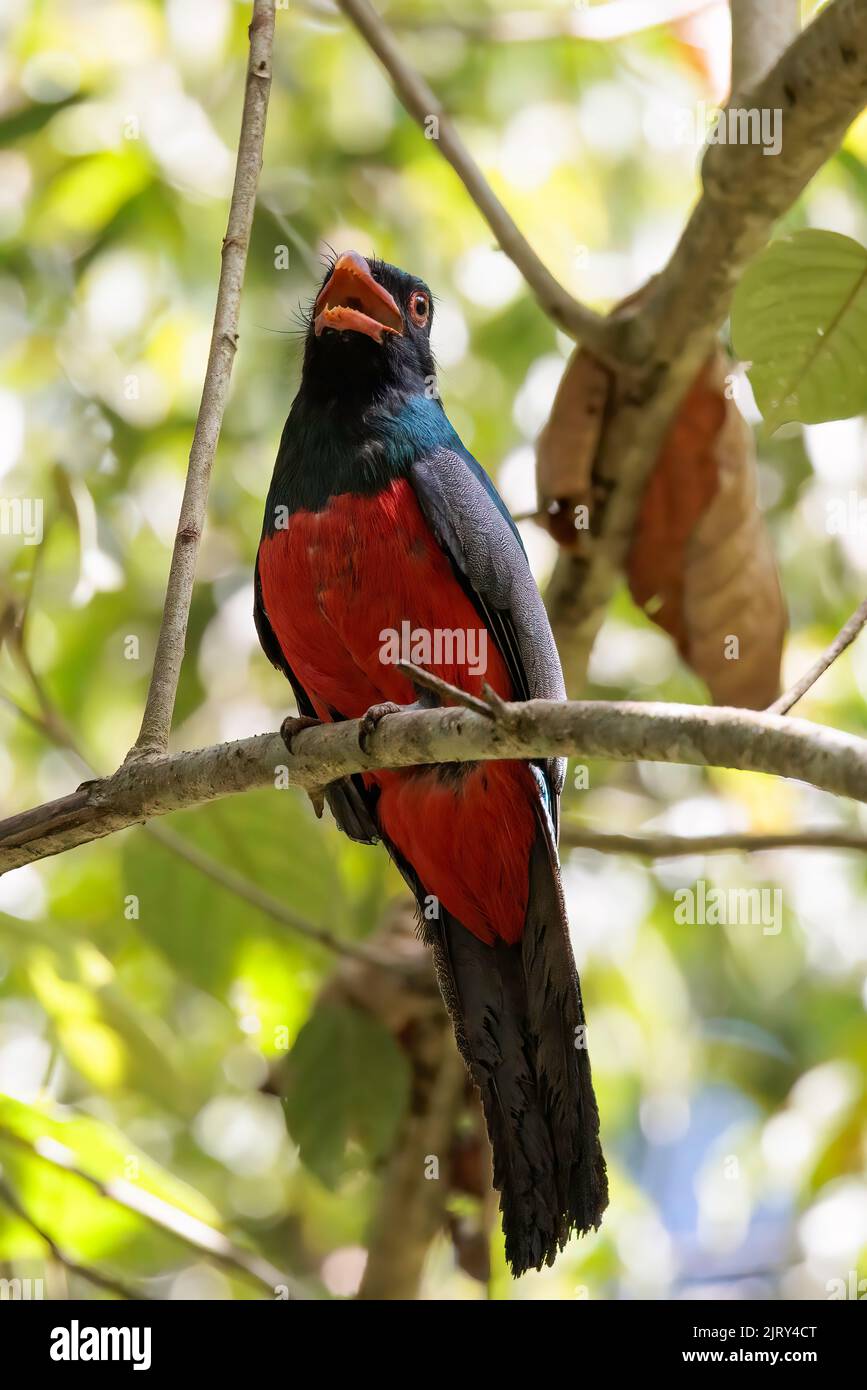 Slaty-tailed trogon (Trogon massena) perching on a branch in Corcovado ...