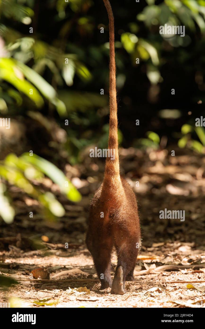 Back of a wild Coati (Nasuella) wandering and going away in Corcovado ...
