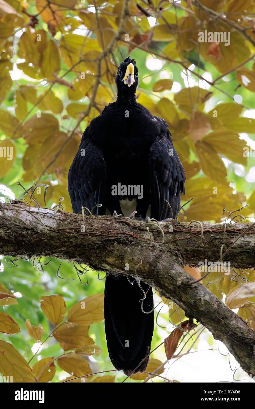 Male great curassow (Crax rubra) perching on a branch in Corcovado ...
