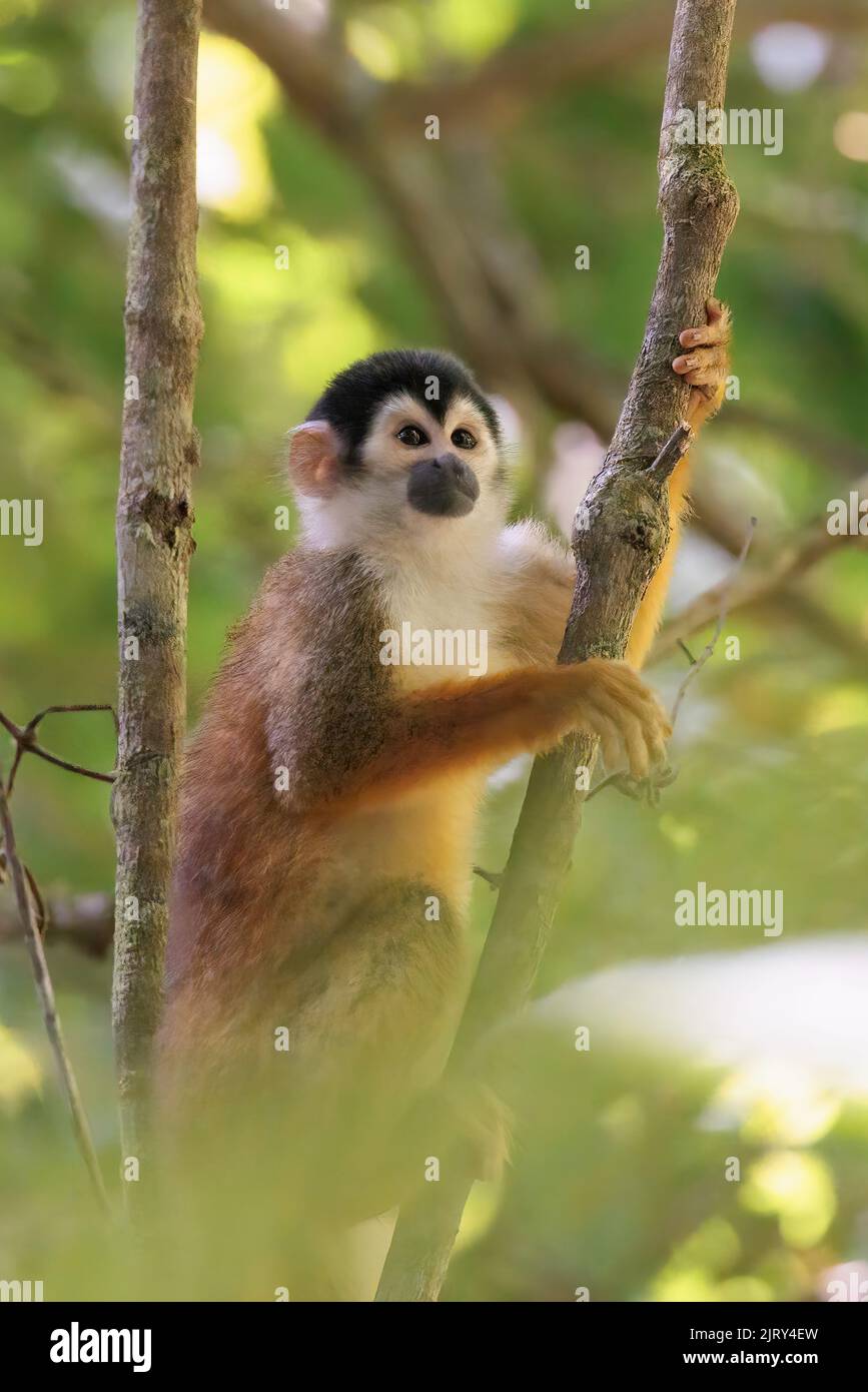 Central American Squirrel monkey (Saimiri oerstedii) perching on a ...