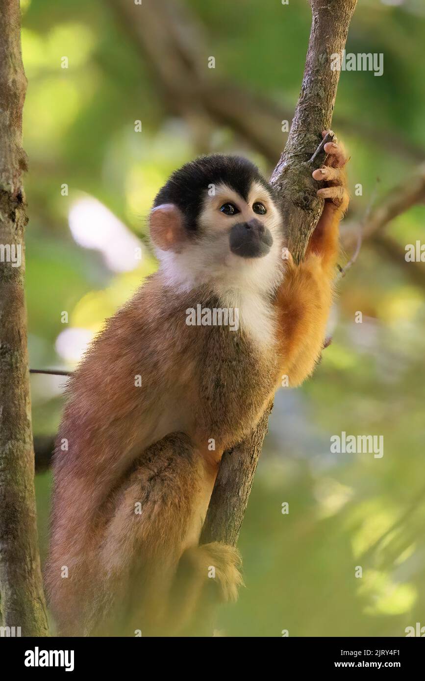 Central American Squirrel monkey (Saimiri oerstedii) perching on a ...
