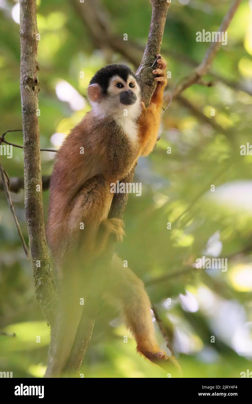 Central American squirrel monkey (Saimiri oerstedii) perching on a ...