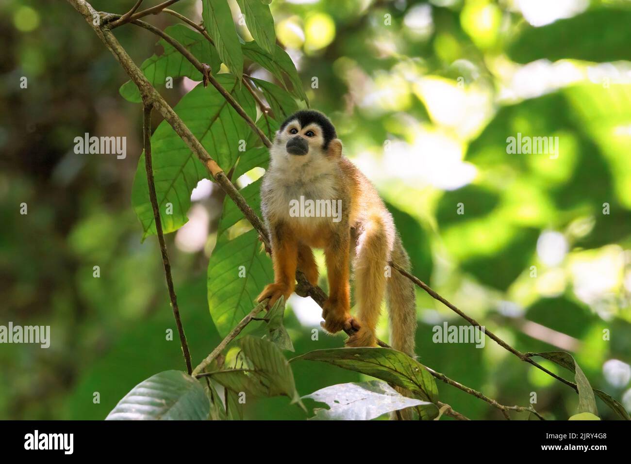 Central American Squirrel monkey (Saimiri oerstedii) perching on a ...