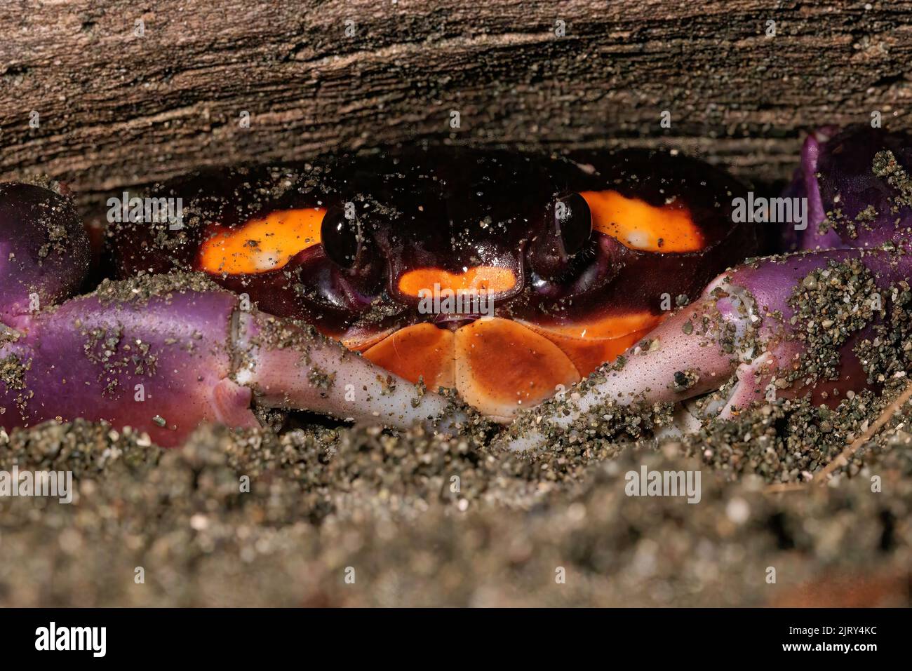 Halloween crab (Gecarcinus Quadratus) on the beach at night near Puerto ...