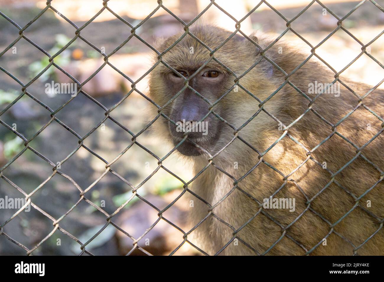 Babuino verde hi-res stock photography and images - Alamy
