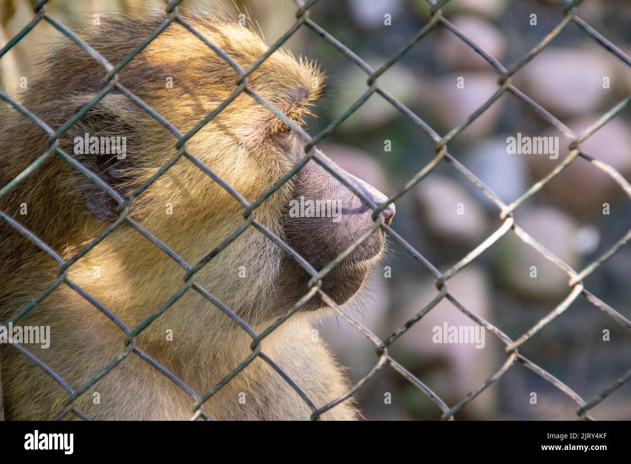 Babuino verde hi-res stock photography and images - Alamy