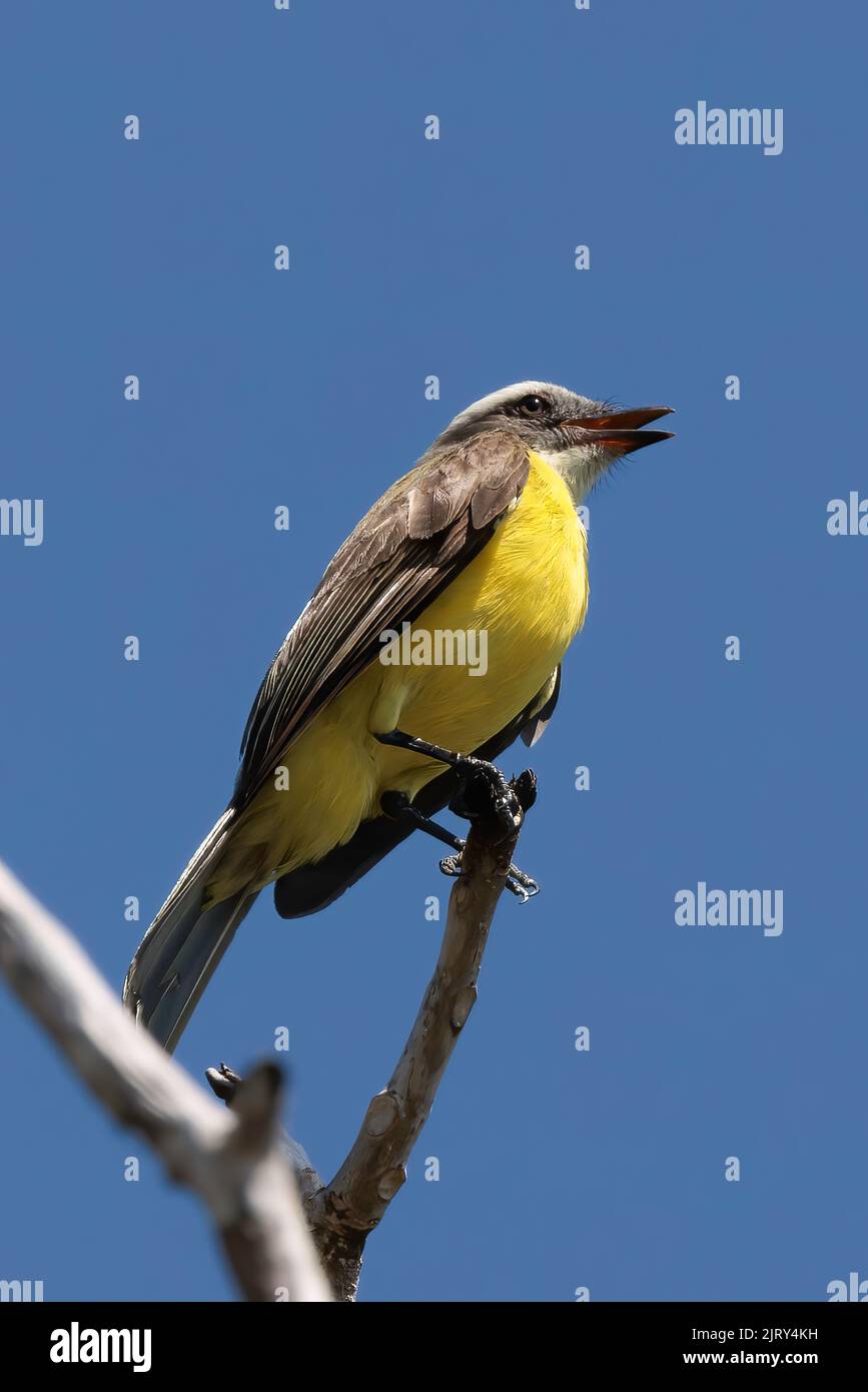 Gray-capped flycatcher (Myiozetetes granadensis Stock Photo - Alamy
