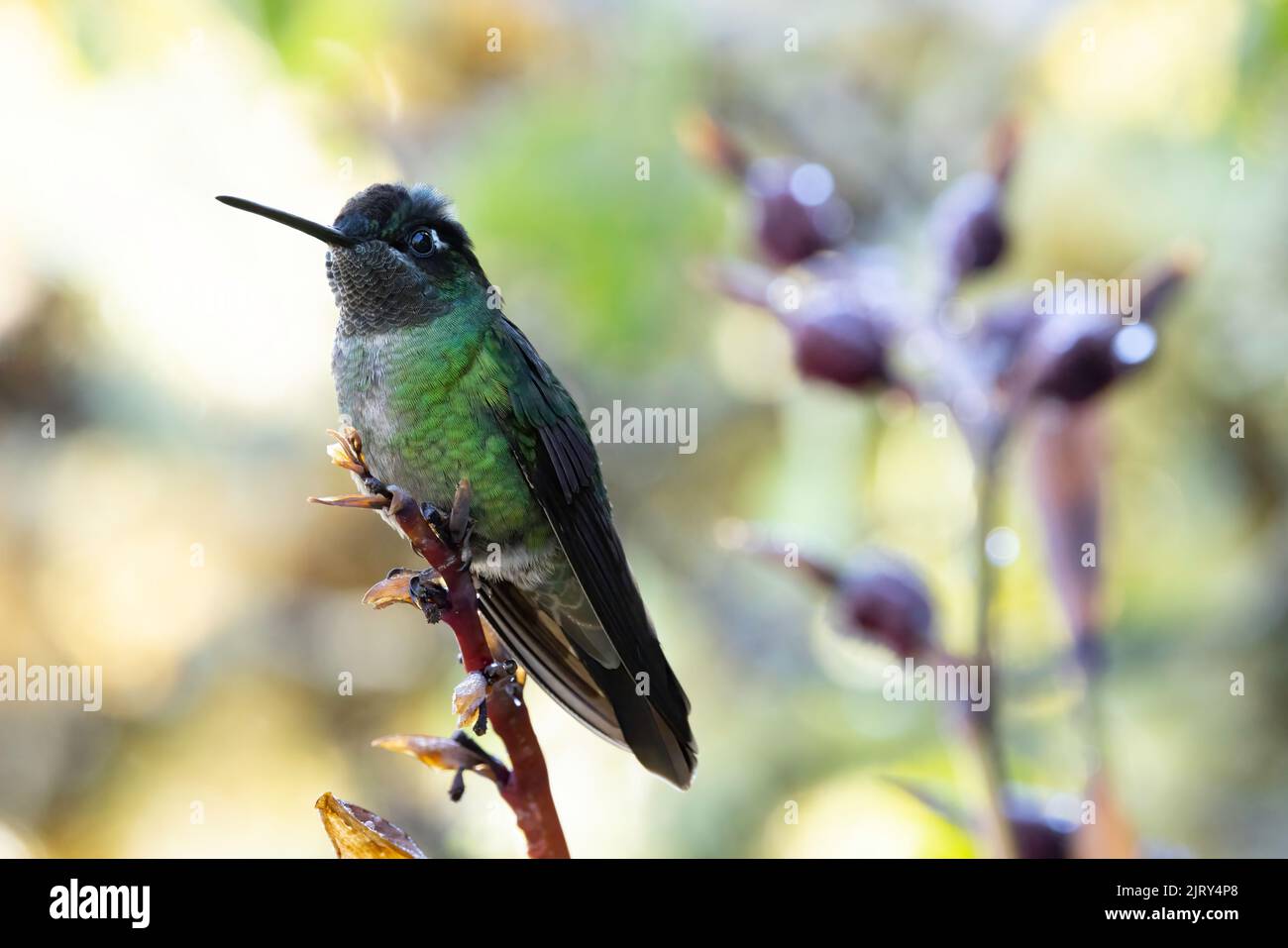 Colibrí de américa central hi-res stock photography and images - Alamy