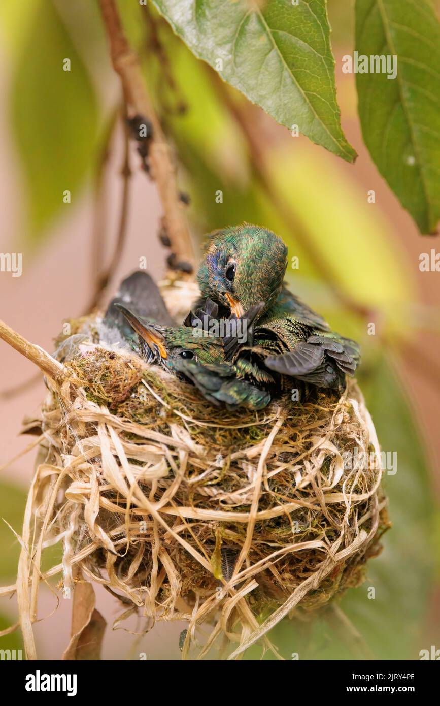 Young white-throated mountain-gems (Lampornis castaneoventris) in their ...