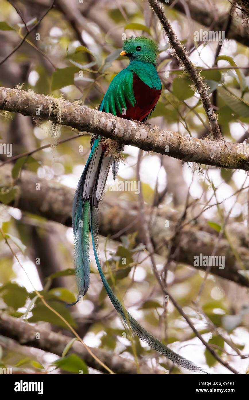 Haromachrus mocinno hi-res stock photography and images - Alamy