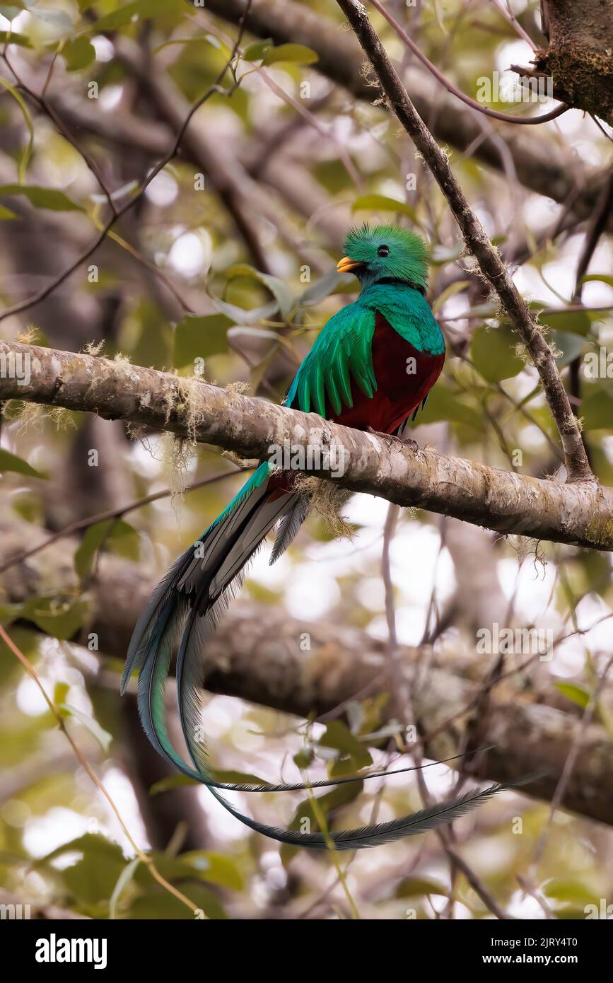 Aves de america central hi-res stock photography and images - Alamy