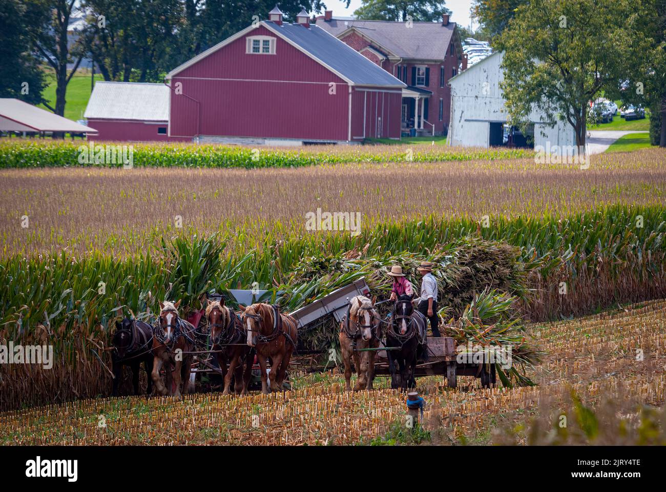 A View of Amish Harvesting There Corn Using Six Horses and Three Men as ...